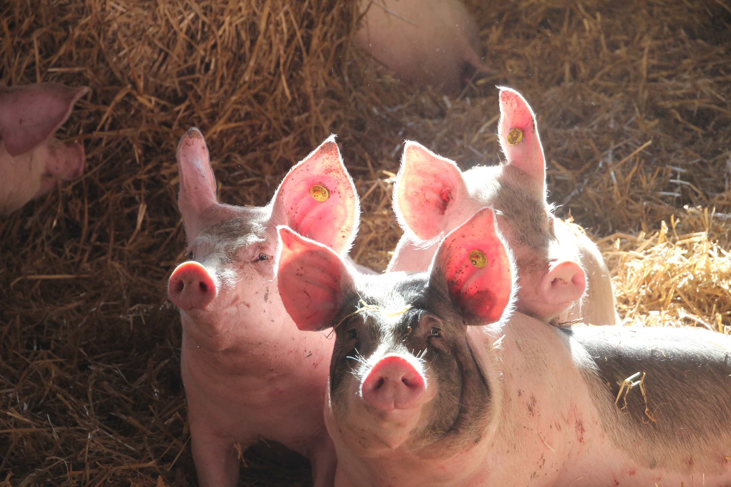 Les cochons - La Ferme Bertholet