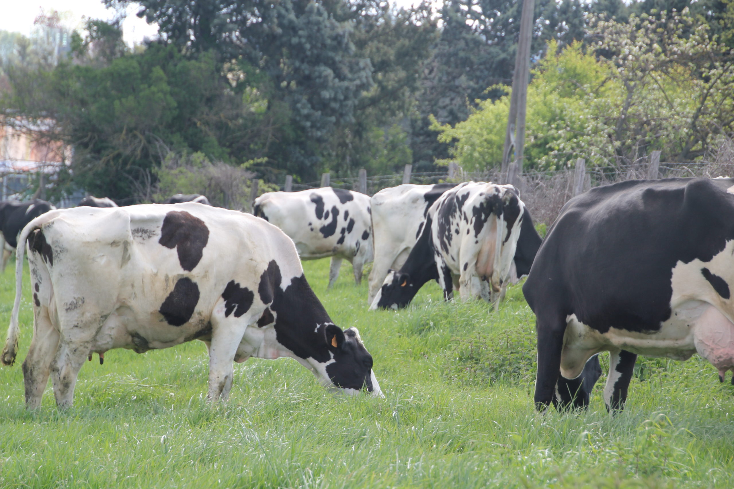 Les vaches laitières - La Ferme Bertholet